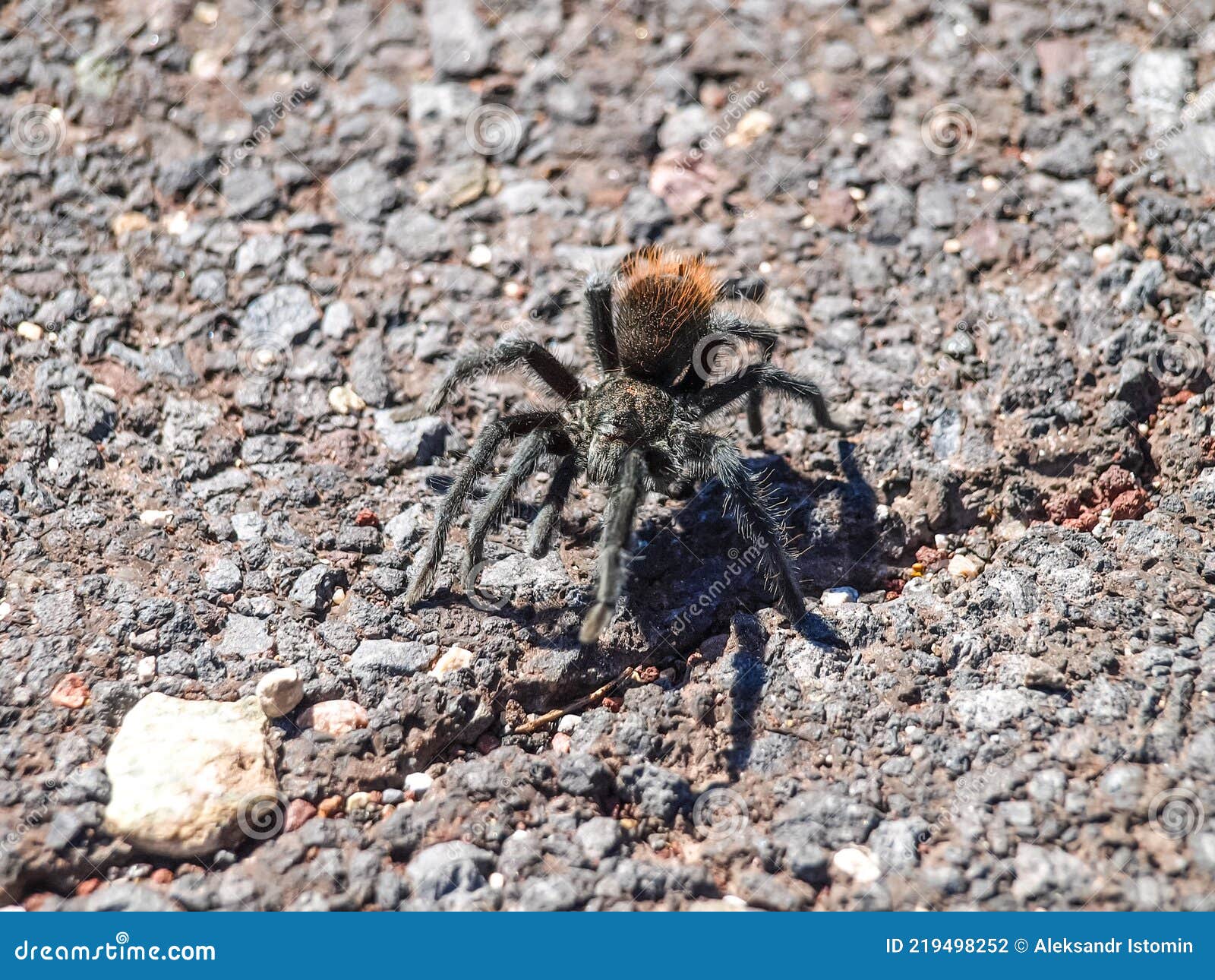 Black Tarantula. Spiders Utah, Grand Canyon. Stock Photo - Image of ...