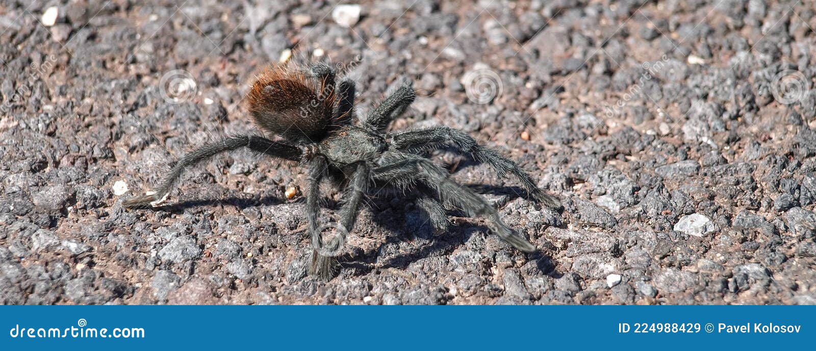 Black Tarantula. Spiders Utah, Grand Canyon. Stock Image - Image of ...