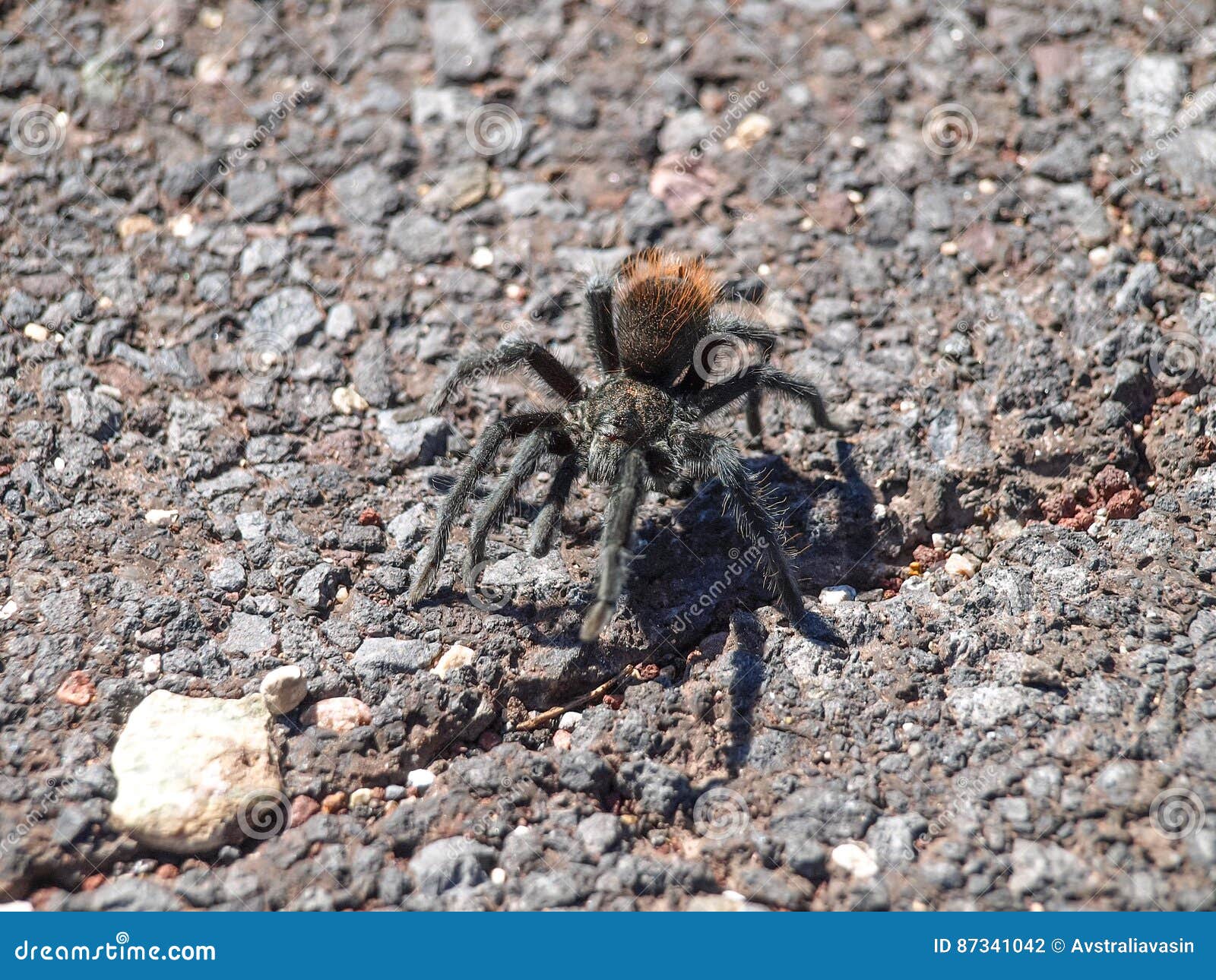 Black Tarantula. Spiders Utah, Grand Canyon. Stock Photo - Image of ...