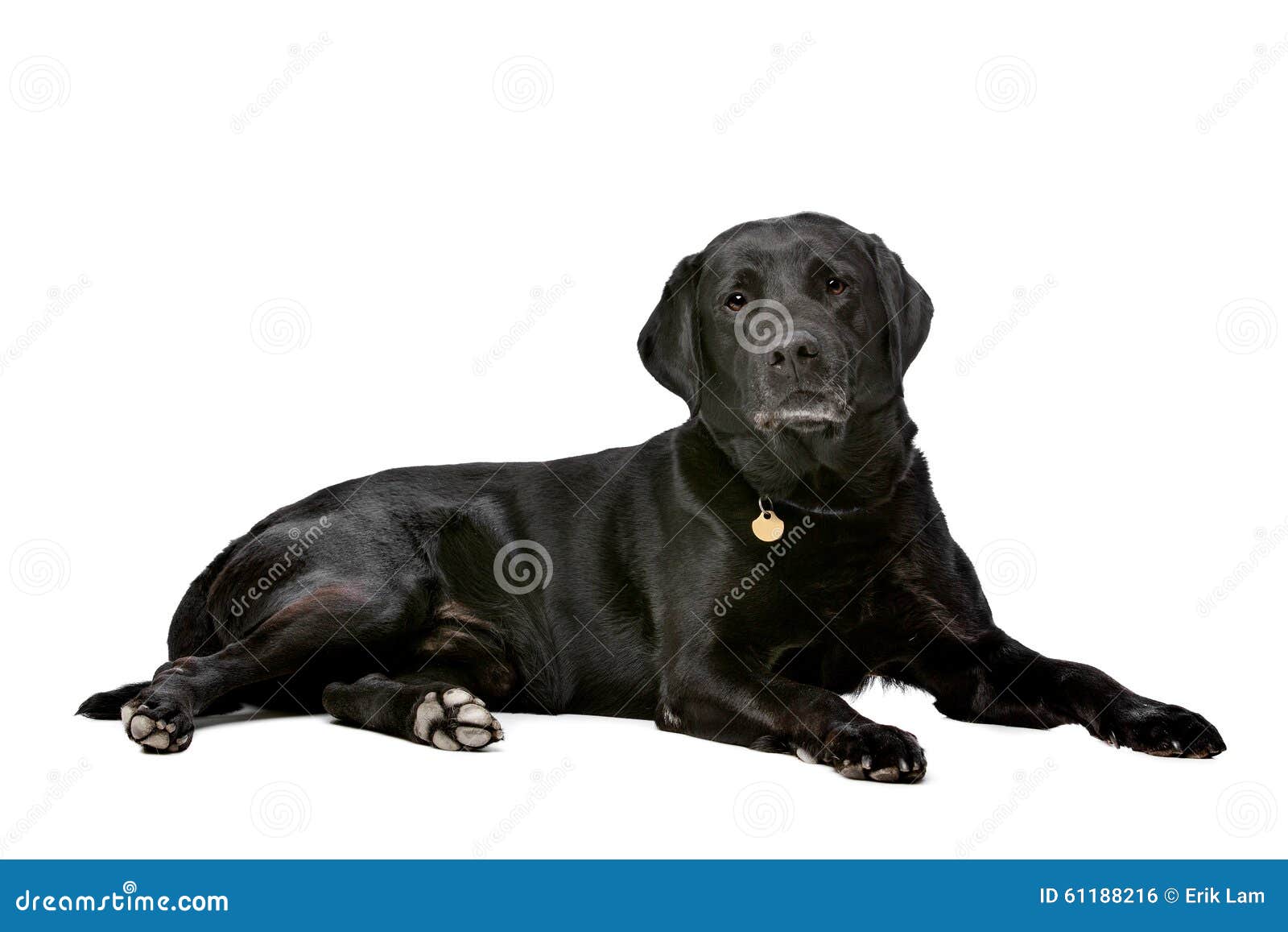 Full Grown Black Lab