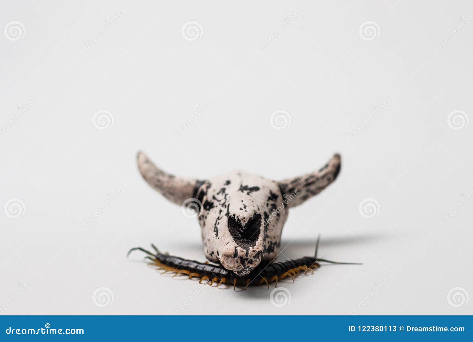 Black Terrestrial Centipede Insect and a Cow Skull Stock Image - Image ...