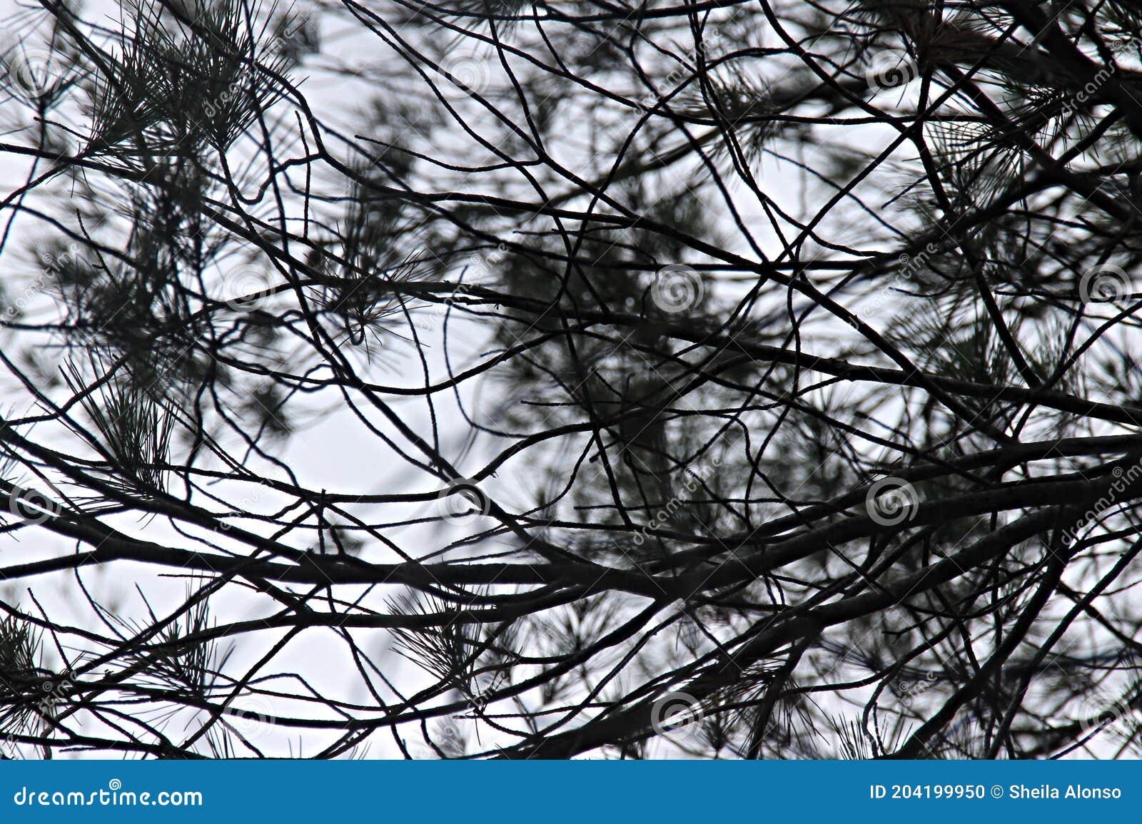 Black thin branches stock photo. Image of black, nature - 204199950