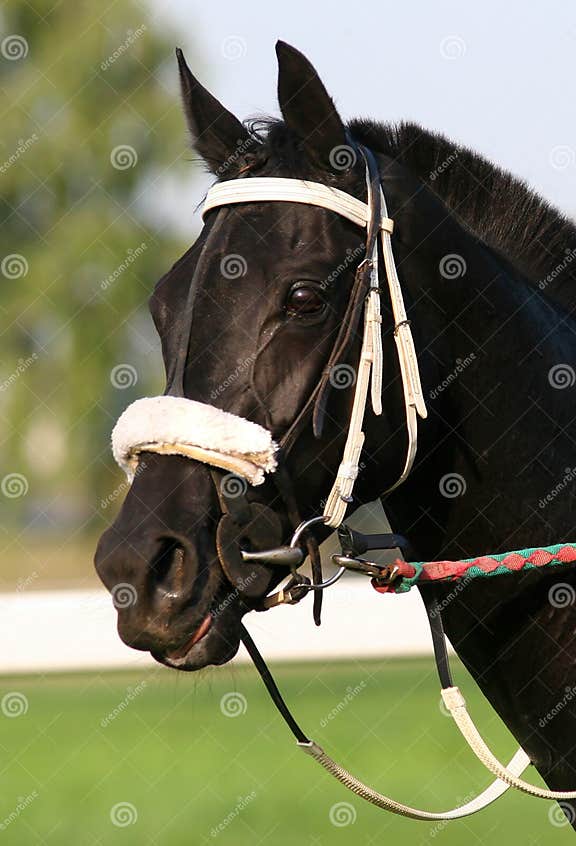 Black Thoroughbred Portrait Stock Image - Image of equus, derby: 1547195