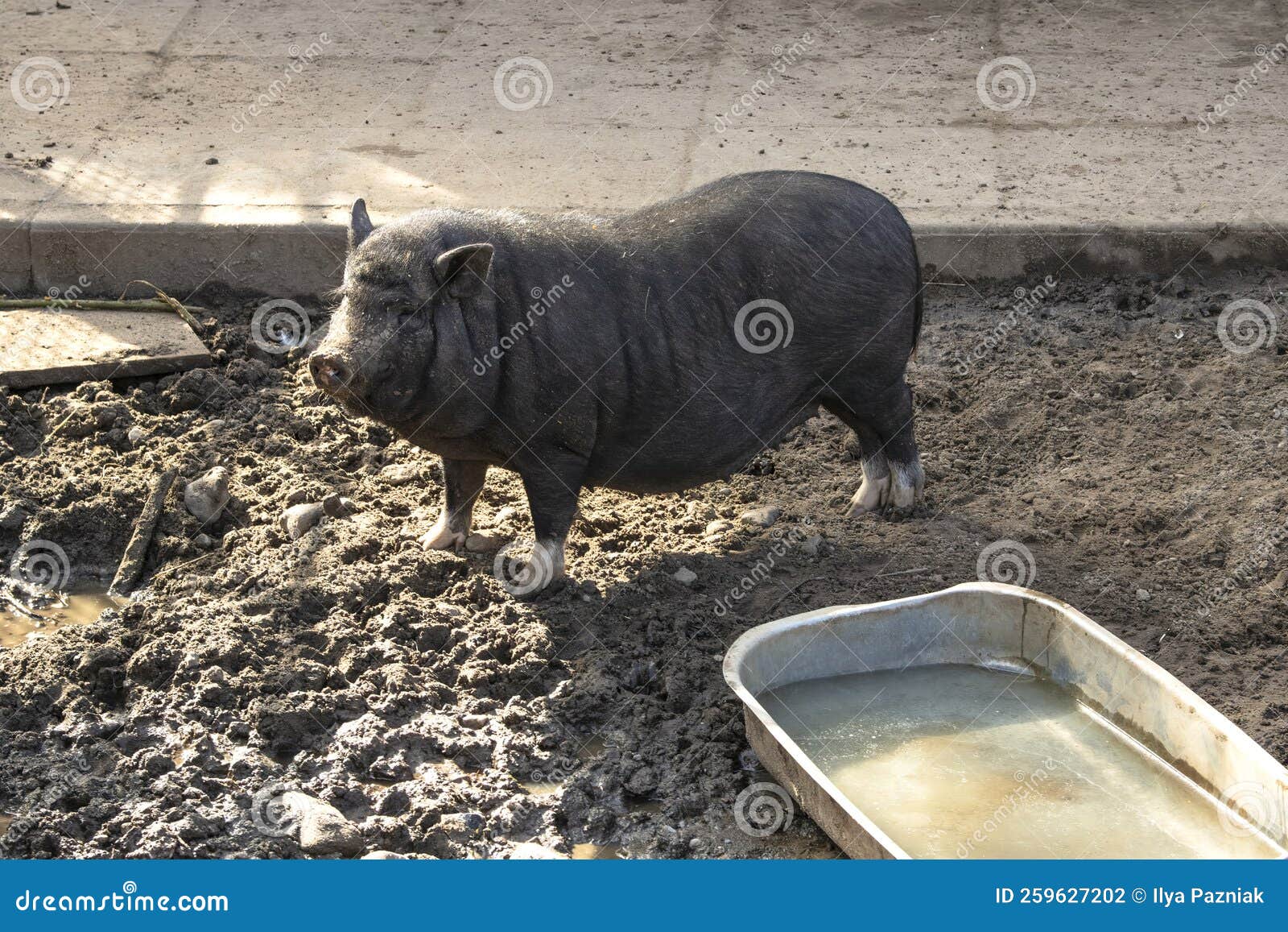 A Black Thoroughbred, Well-fed, Contented Pig Stands in a Paddock with ...