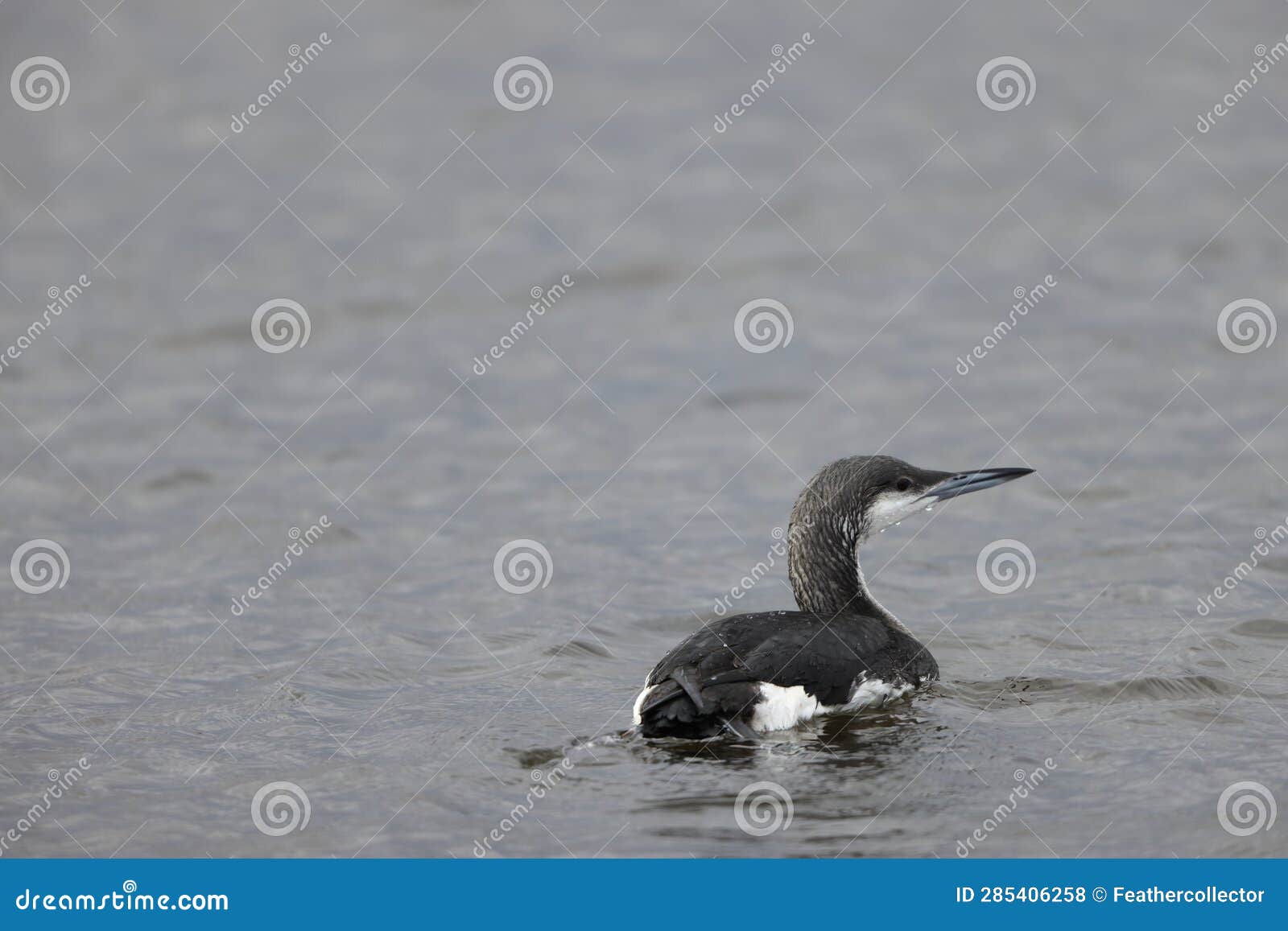 Black-throated Diver or Arctic Loon in Japan Stock Photo - Image of ...