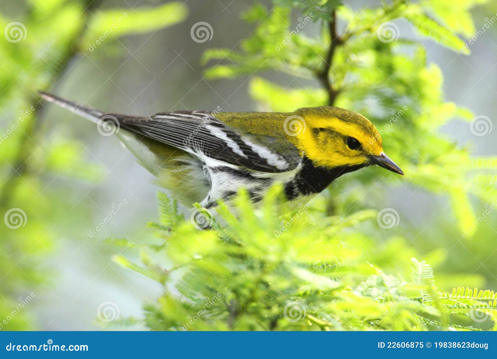 Black-throated Green Warbler Stock Image - Image of throated, beak ...
