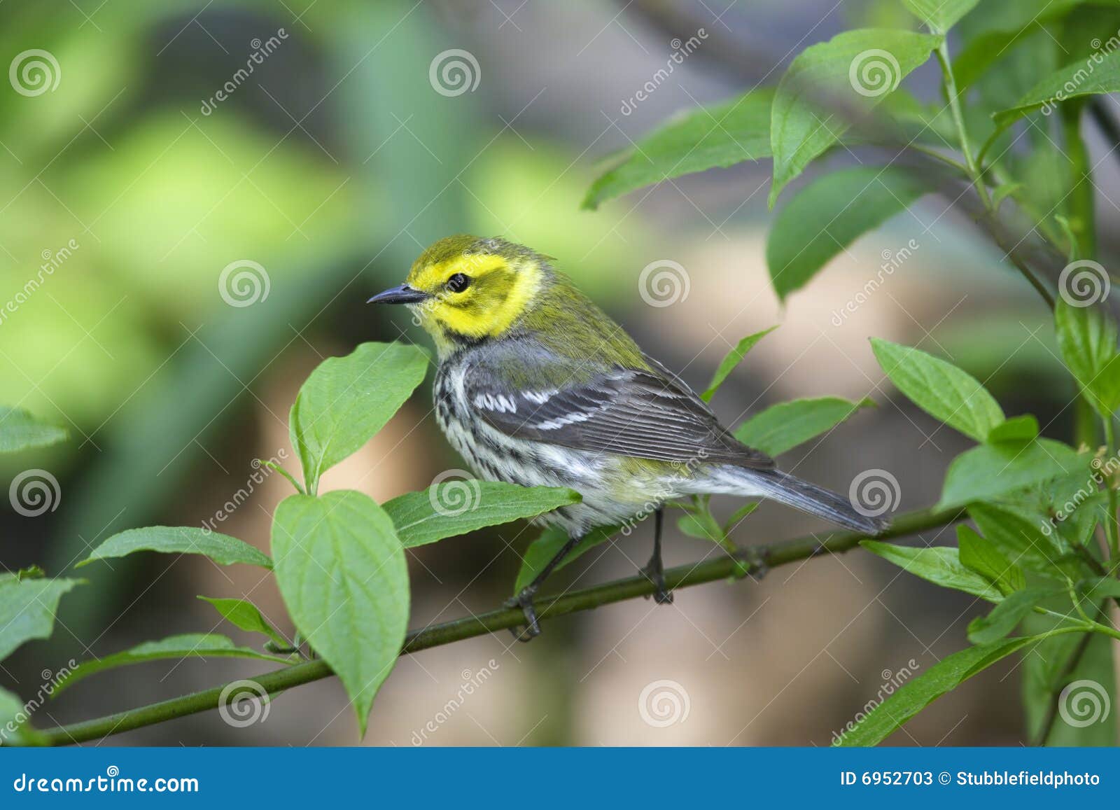 Black-throated Green Warbler Stock Image - Image of york, birds: 6952703