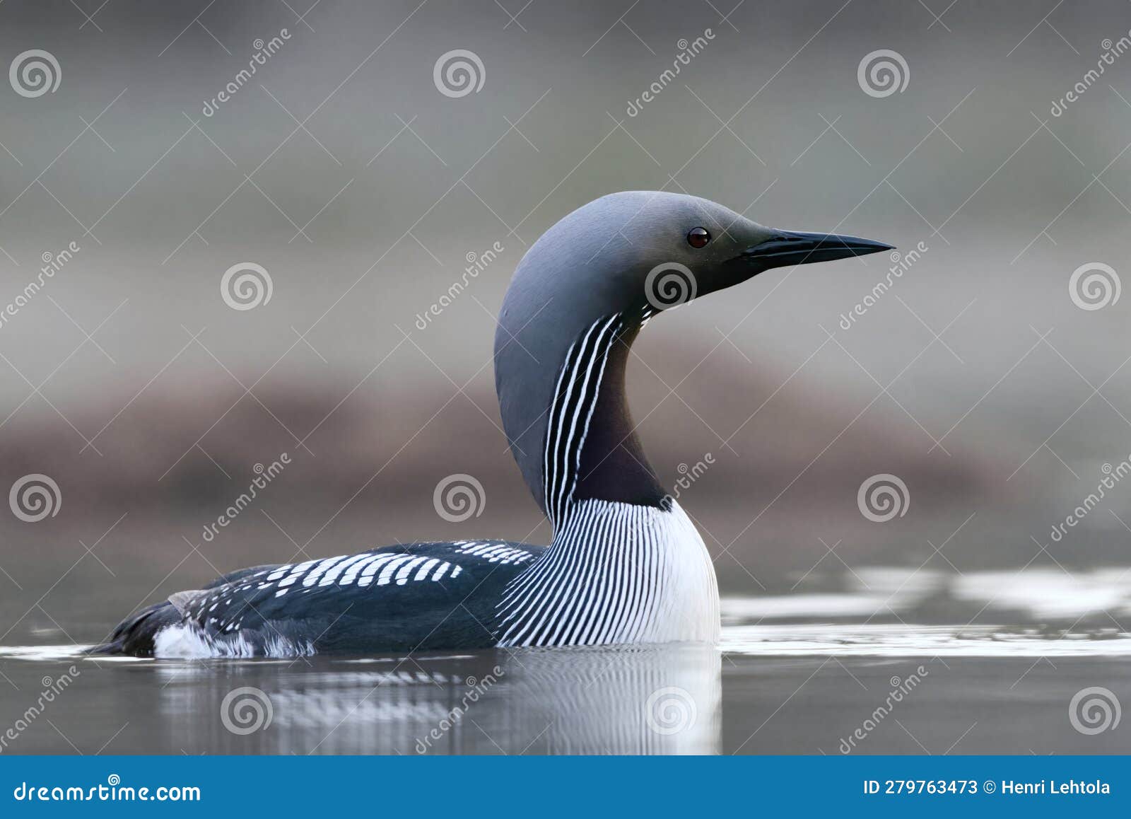 Black-throated Loon, Arctic Loon or Black-throated Diver (Gavia Arctica ...