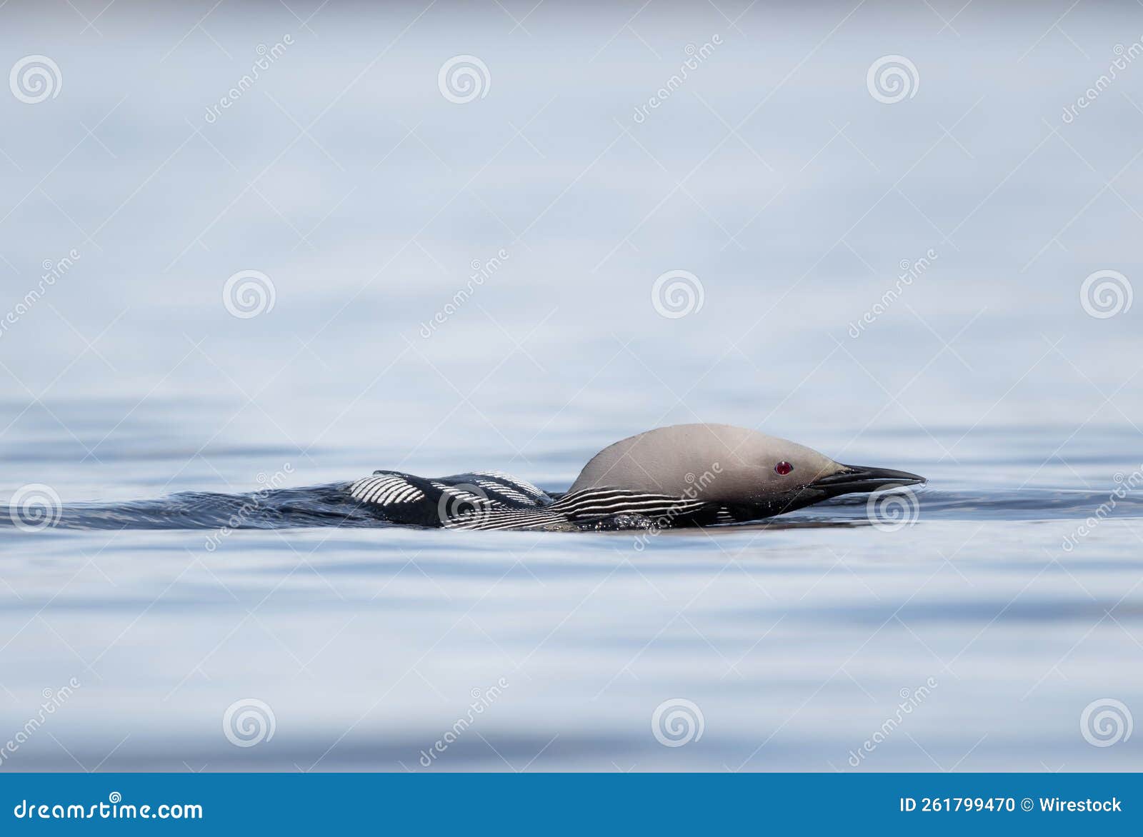 Black Throated Loon Floating in the River Stock Photo - Image of mammal ...