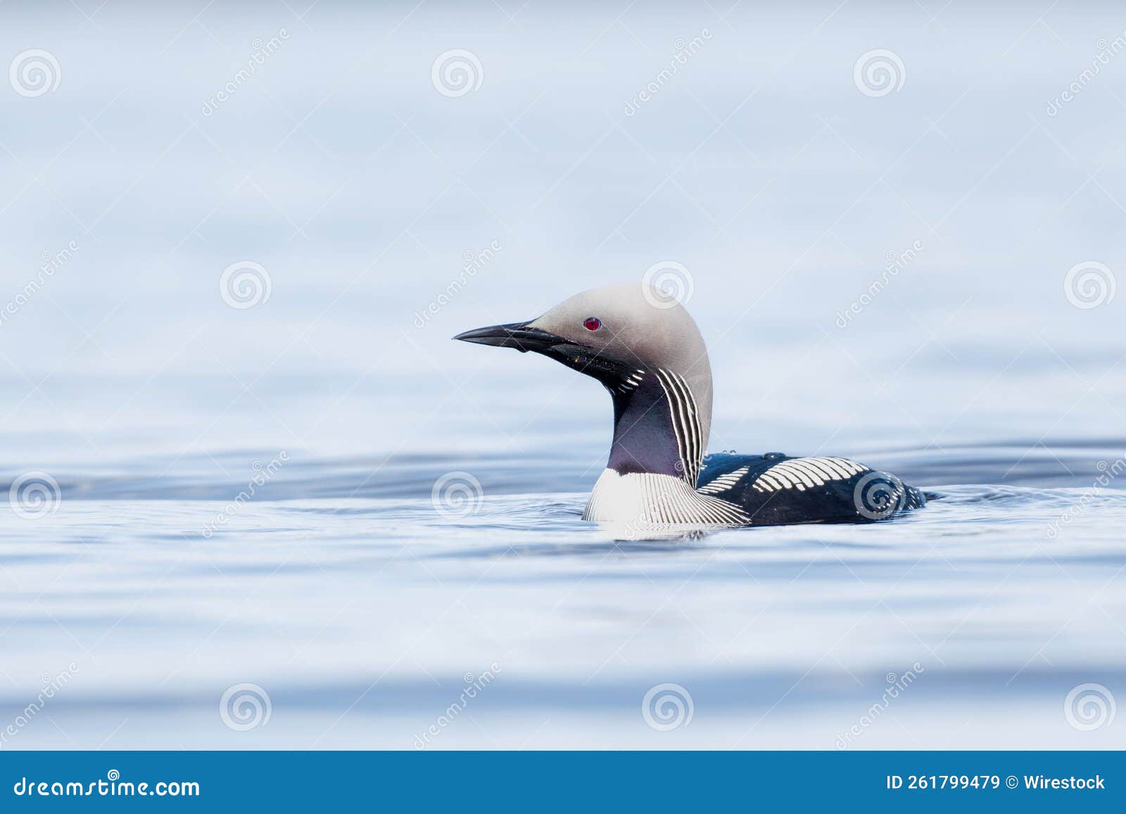 Black Throated Loon Floating in the River Stock Image - Image of ...