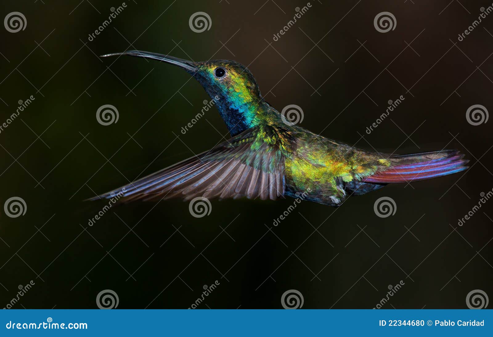 Black-throated Mango Hummingbird. Stock Photo - Image of green, iguacu ...