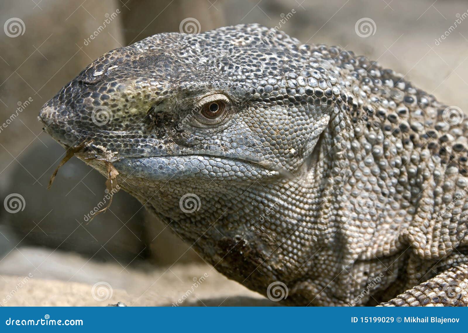 Black-throated monitor 1 stock image. Image of lizard - 15199029