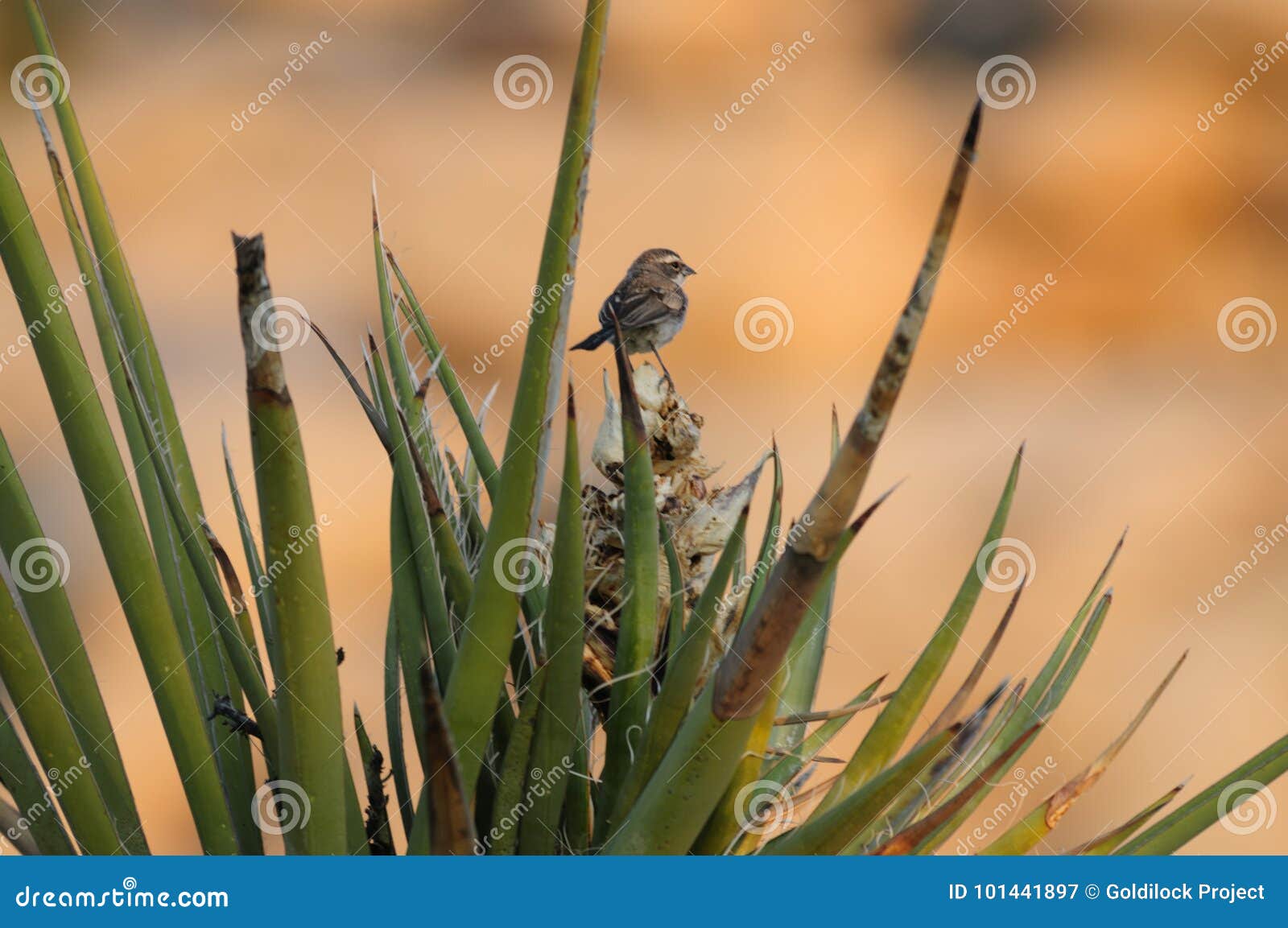Black Throuted Sparrow in Joshua Tree National Park Stock Image - Image ...