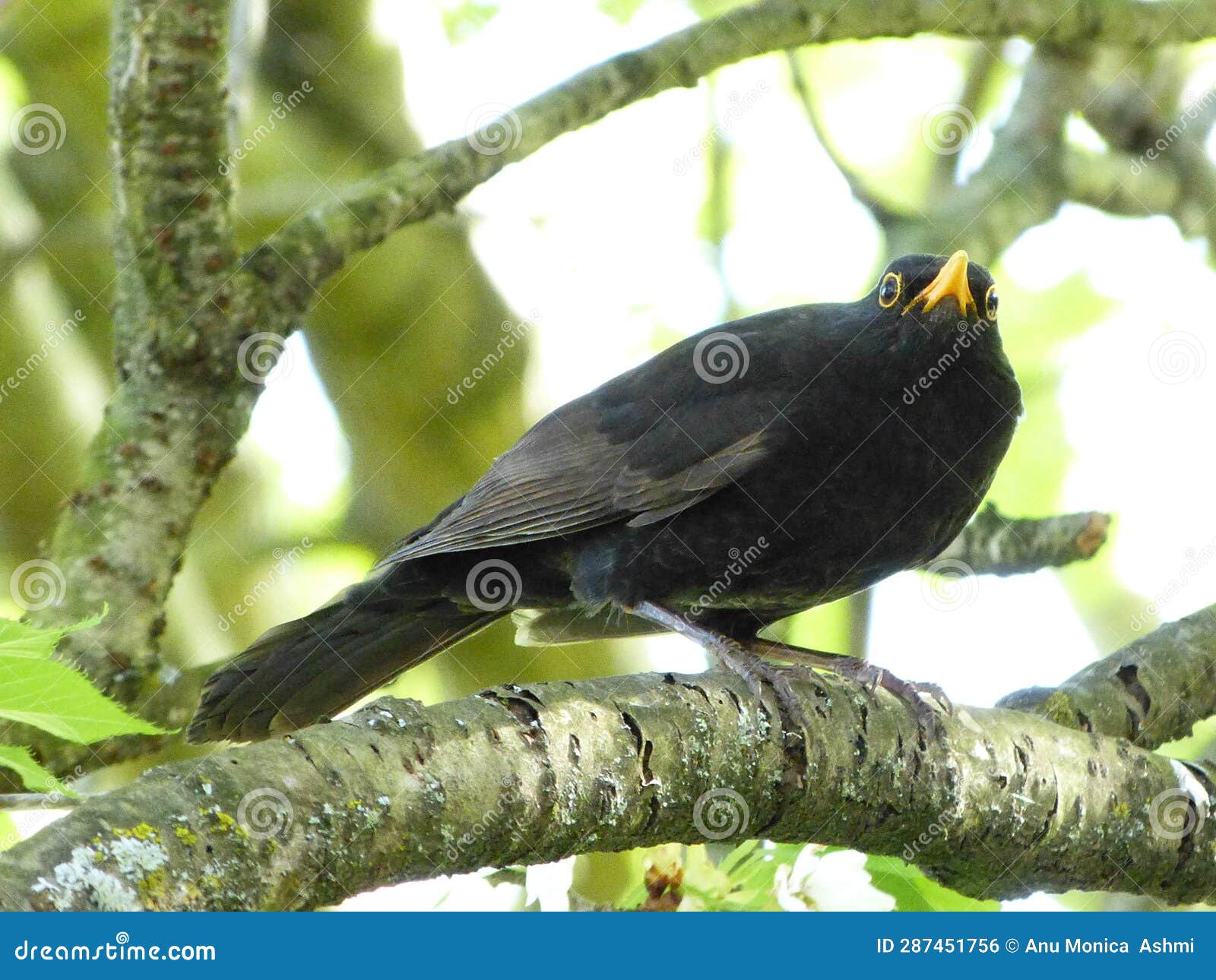 Black Thrush Bird on a Branch Stock Photo - Image of plant, nature ...