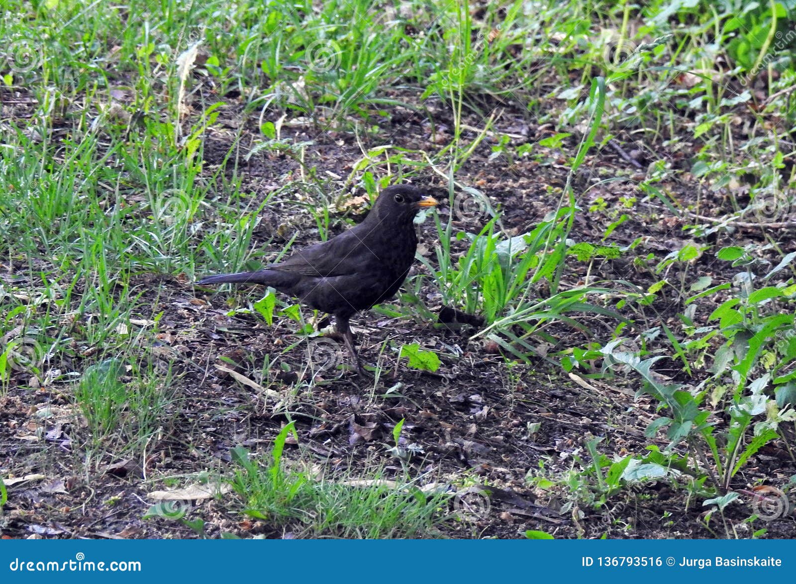 Black Thrush Bird on Grass, Lithuania Stock Photo - Image of animal ...