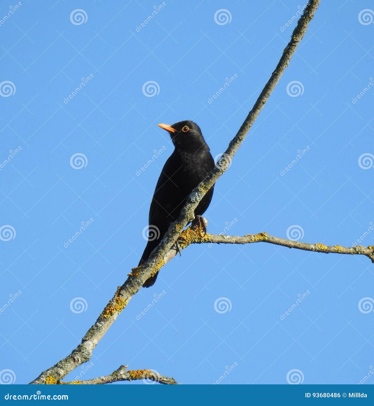 Black thrush bird stock photo. Image of lithuania, thrush - 93680486
