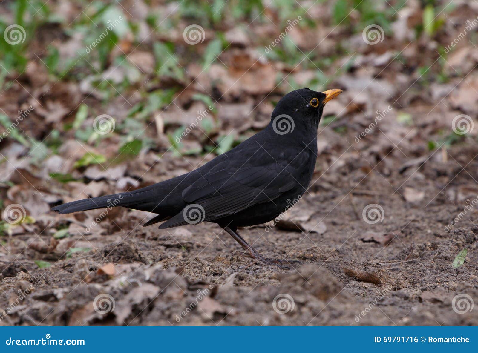 Black Thrush Bird Stock Photography | CartoonDealer.com #93680486