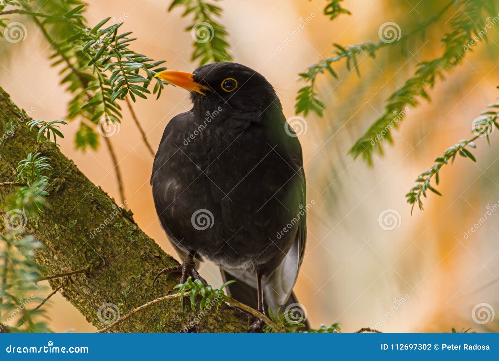 Black Thrush Bird Royalty-Free Stock Photography | CartoonDealer.com ...