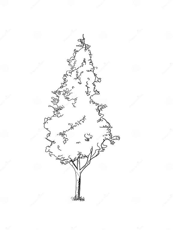 Black Thuja - Vector Illustration. Stock Vector - Illustration of ...