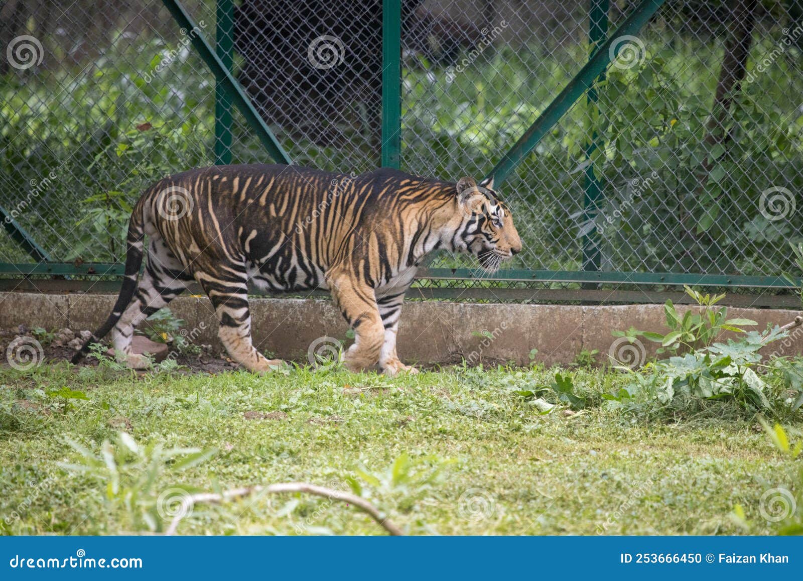 Black Tiger or Melanistic Tiger Stock Photo - Image of feline, bengal ...