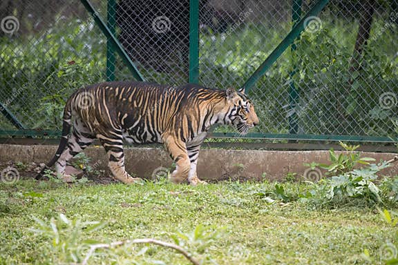 Black Tiger or Melanistic Tiger Stock Photo - Image of feline, bengal ...