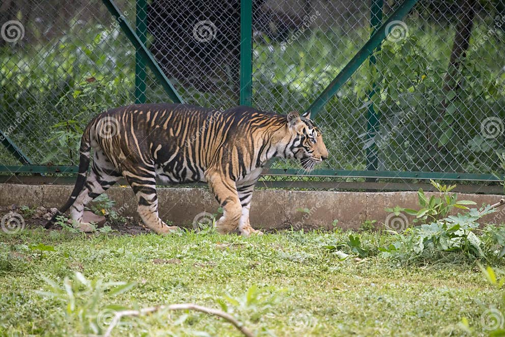 Black Tiger or Melanistic Tiger Stock Photo - Image of feline, bengal ...