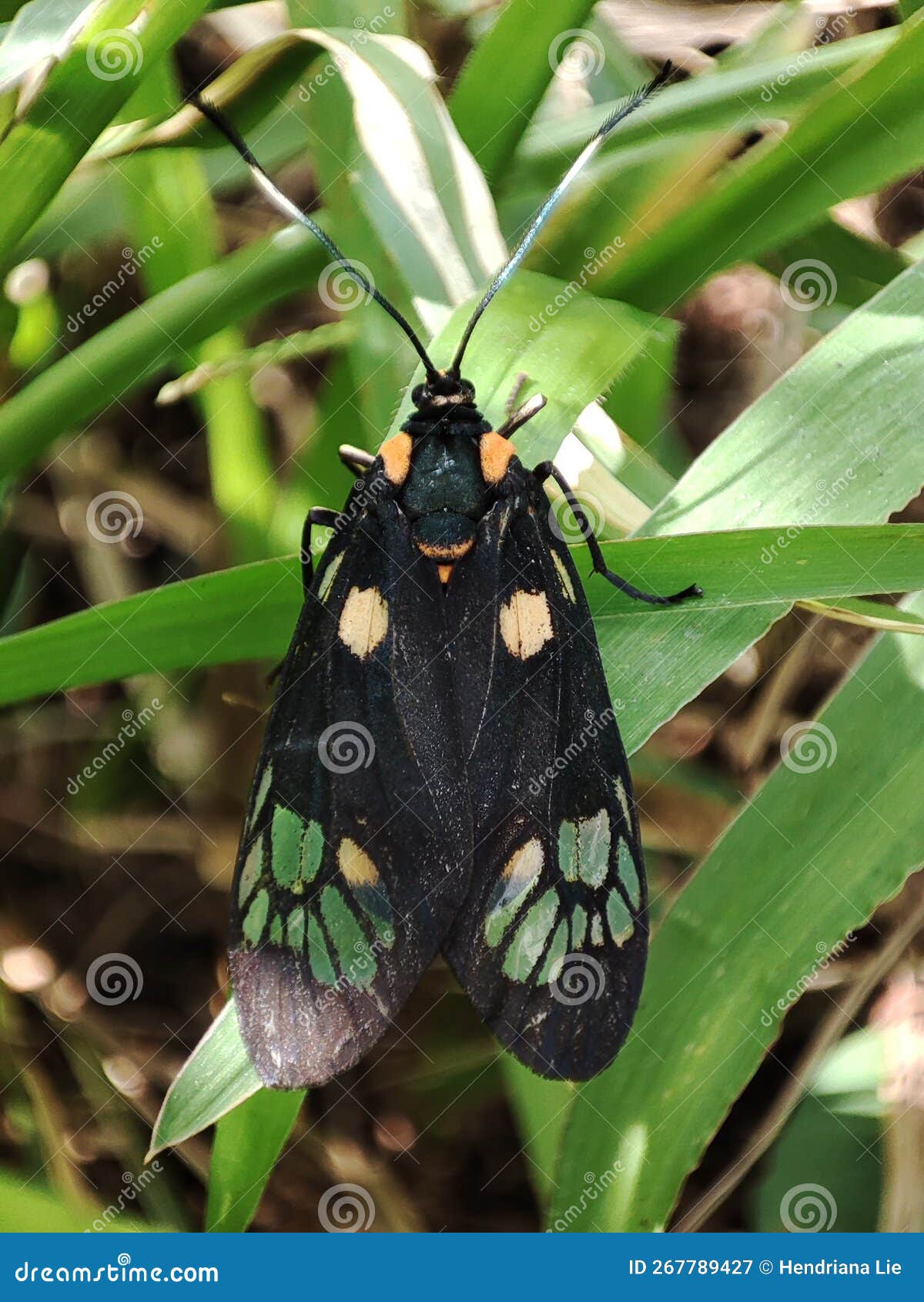 Black Tiger Moth Insect Photography Stock Image - Image of moth, tiger ...