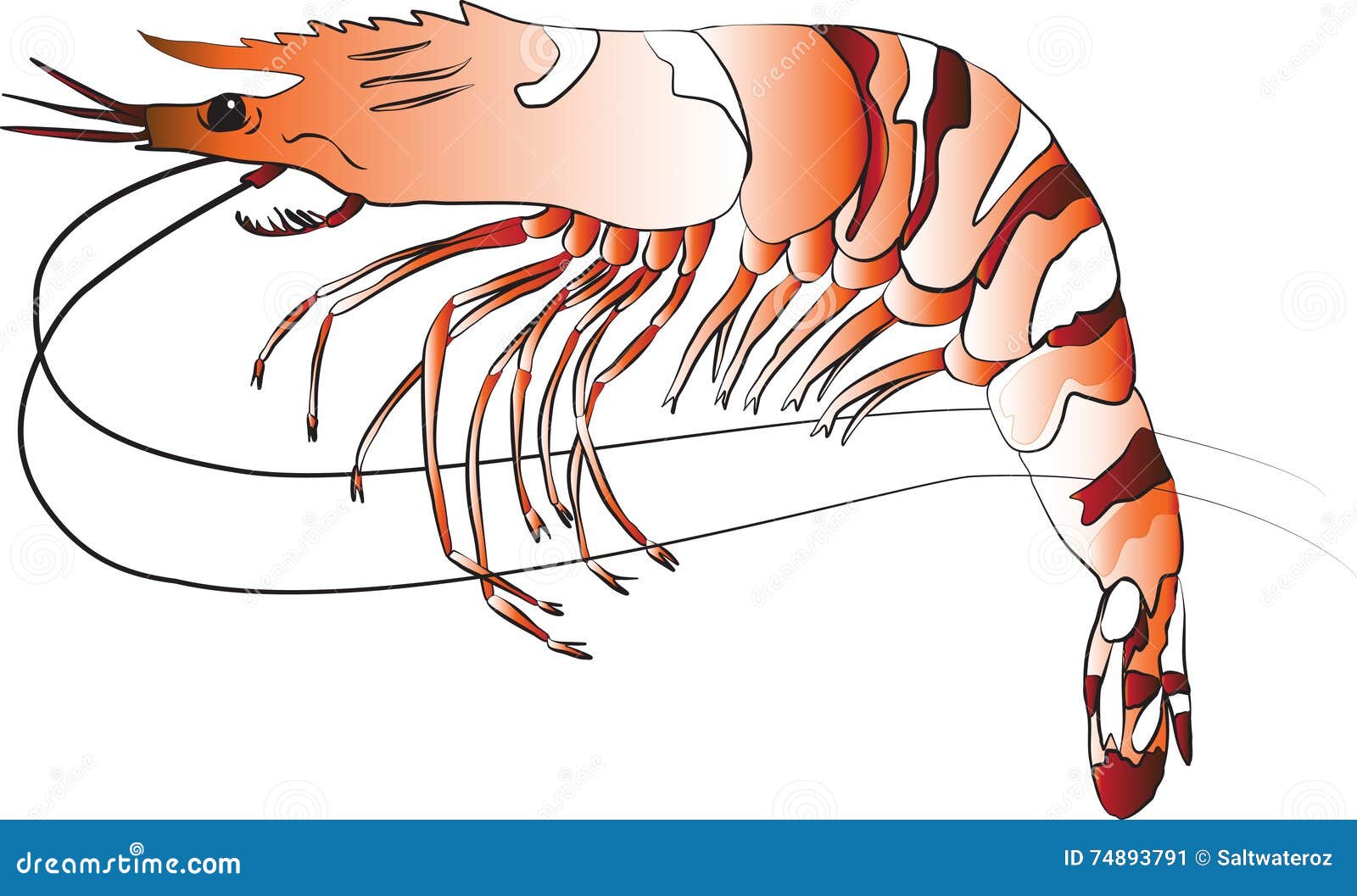 Black Tiger Prawn stock vector. Illustration of delicious - 74893791