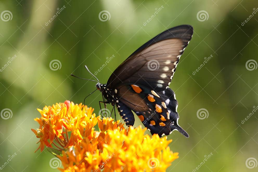 Black Tiger Swallowtail stock image. Image of outdoors - 10173005
