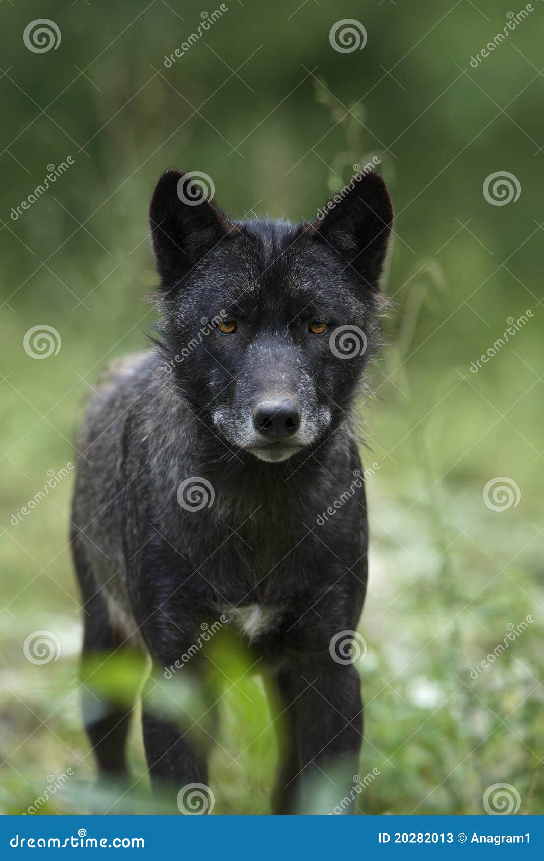 Black timber wolf stock image. Image of mammal, snowy - 20282013