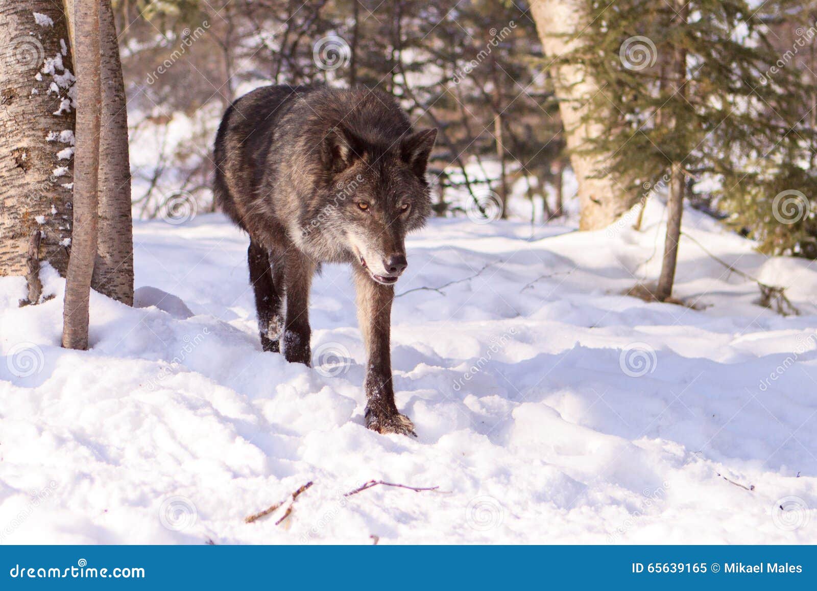 Black Timber Wolf Coming Out of Trees Stock Image - Image of eyes, grey ...