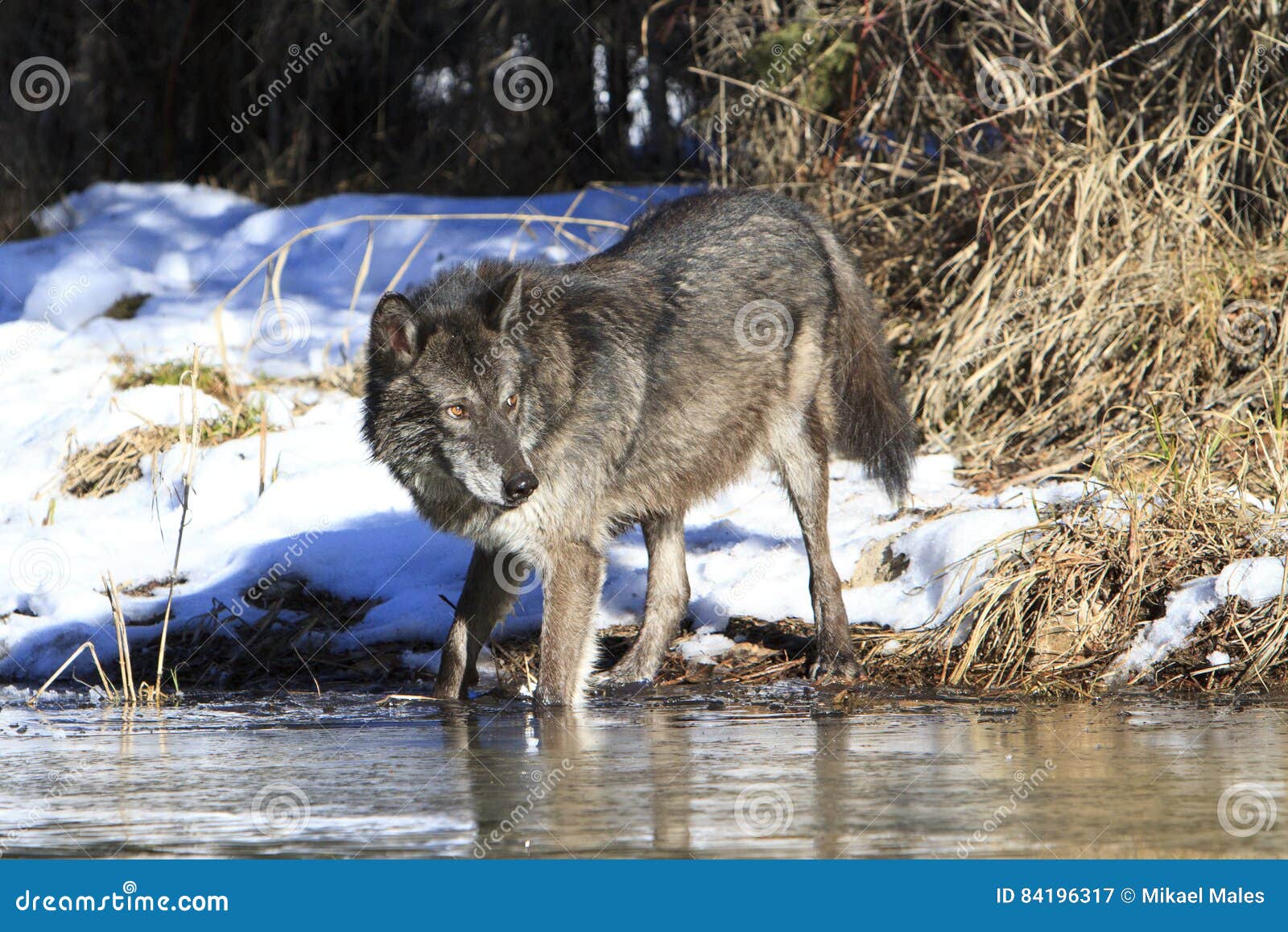 Black Timber Wolf Drinking Water Stock Image - Image of leadership ...