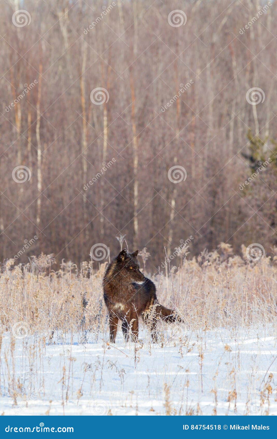 Black Timber Wolf Landscape Shot Stock Photo - Image of wintertime ...