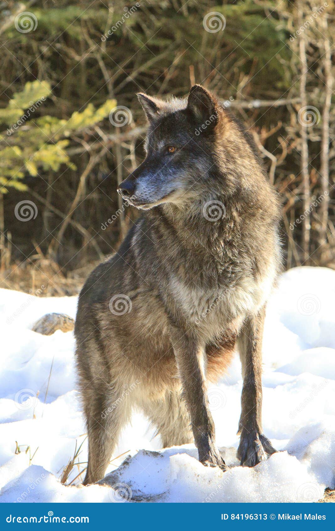 Black timber wolf on lead stock image. Image of forest - 84196313