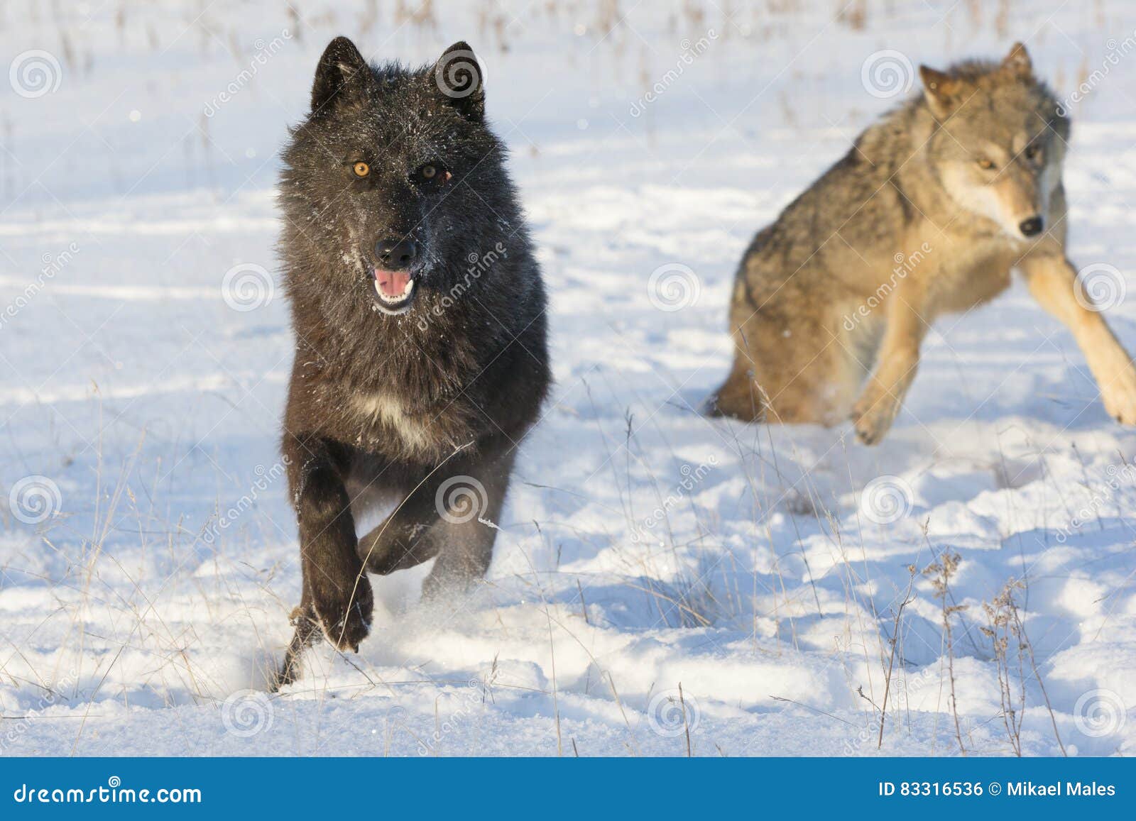 Timber Wolf Pair Stock Image | CartoonDealer.com #8984017