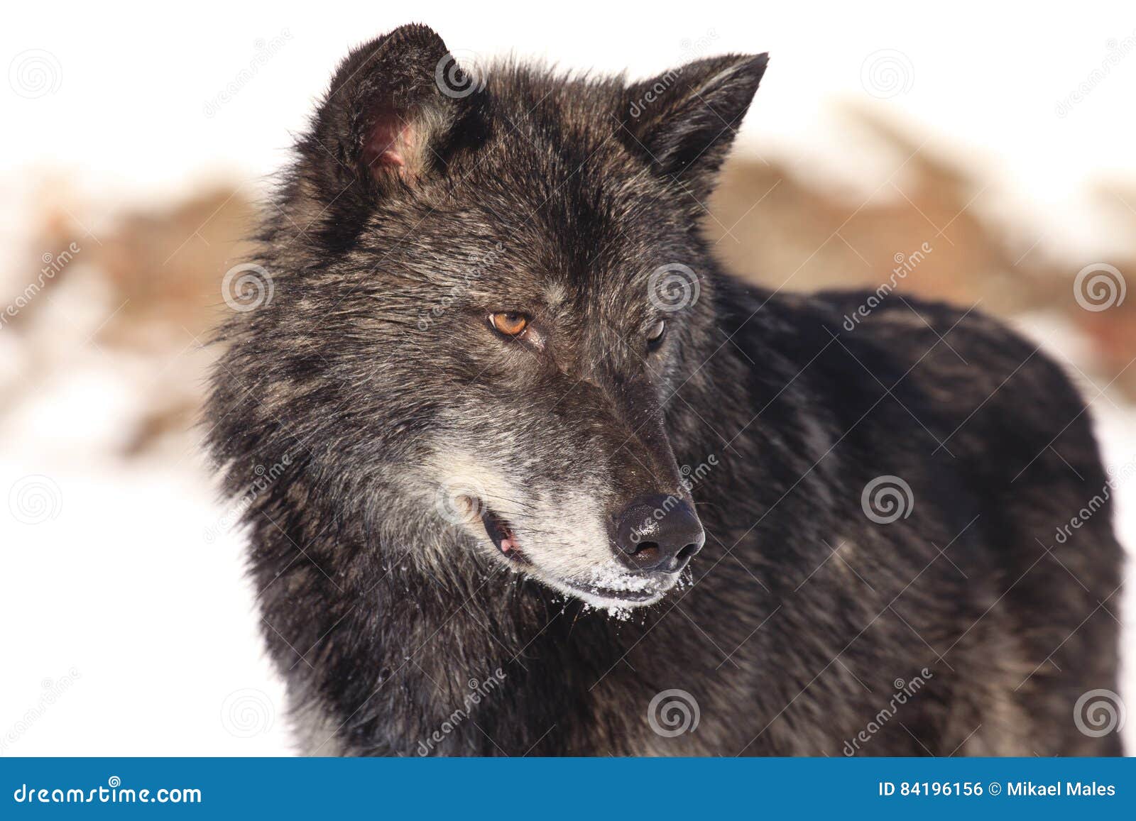 Timber Wolf Growling III Royalty-Free Stock Image | CartoonDealer.com ...
