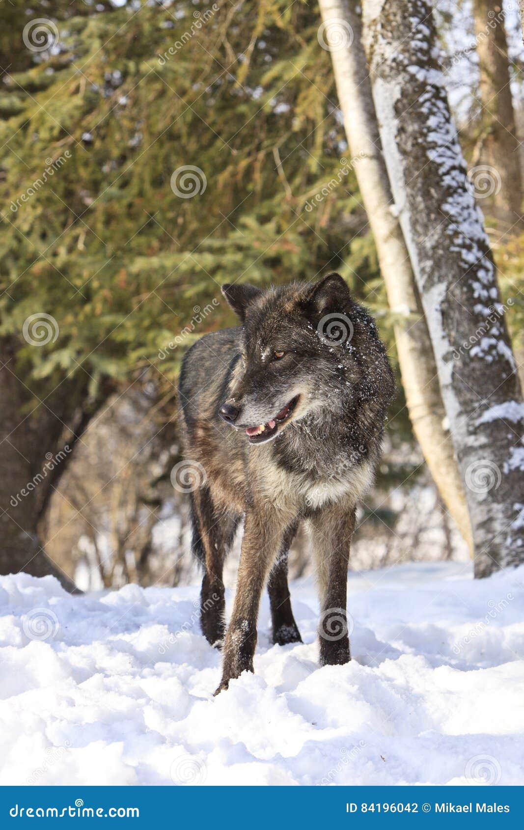 Black timber wolf portrait stock photo. Image of black - 84196042