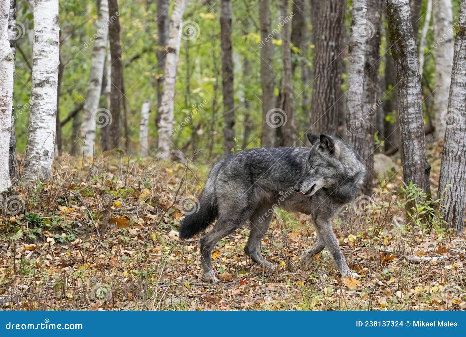 A Black Timber Wolf Walking in Forest during the Fall. Stock Photo ...