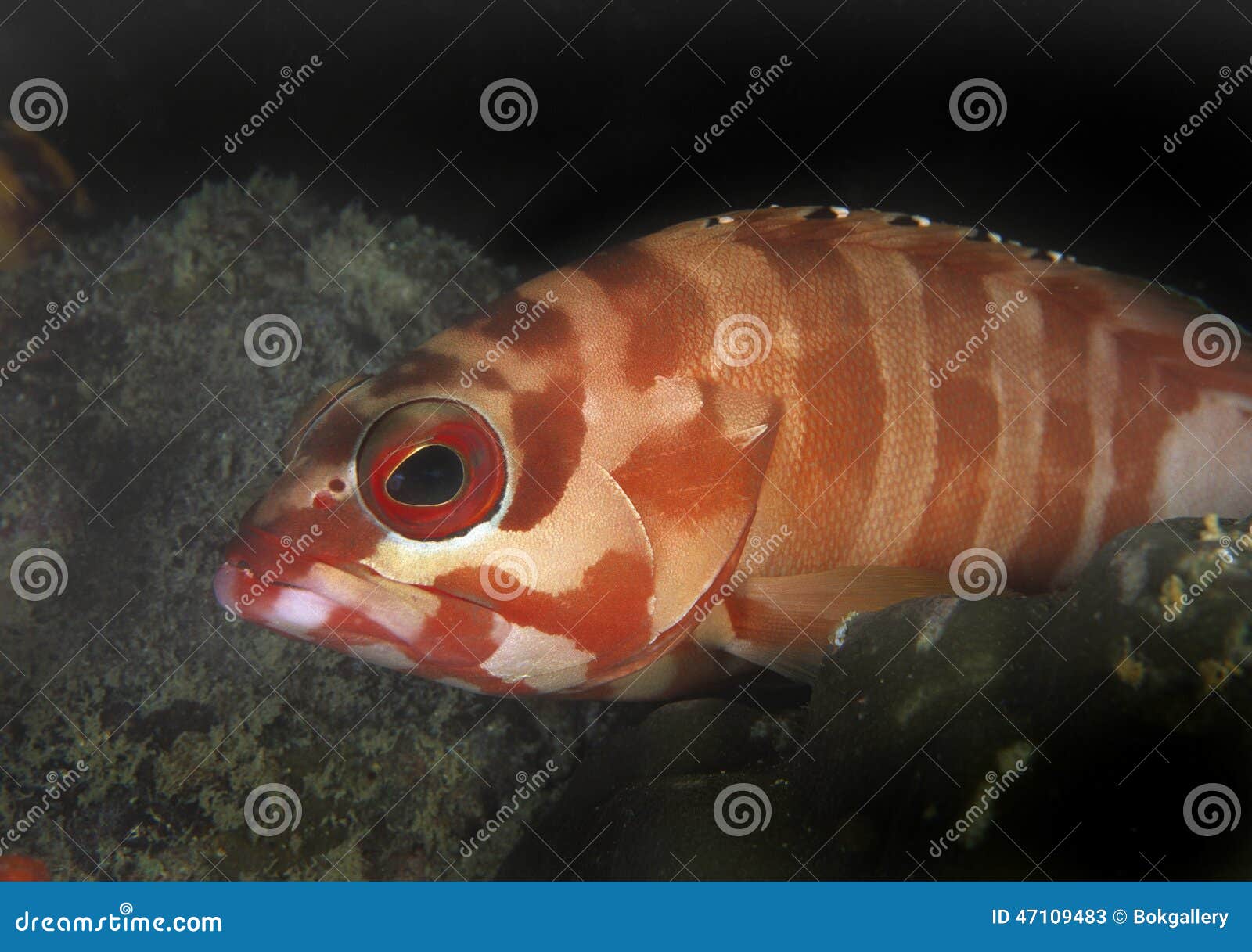 Black-tipped Rock Cod, Sipadan Island, Sabah Stock Image - Image of ...