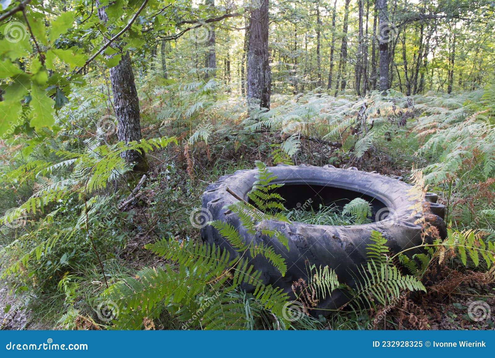 Black tire in forest stock image. Image of recycle, tyre - 232928325