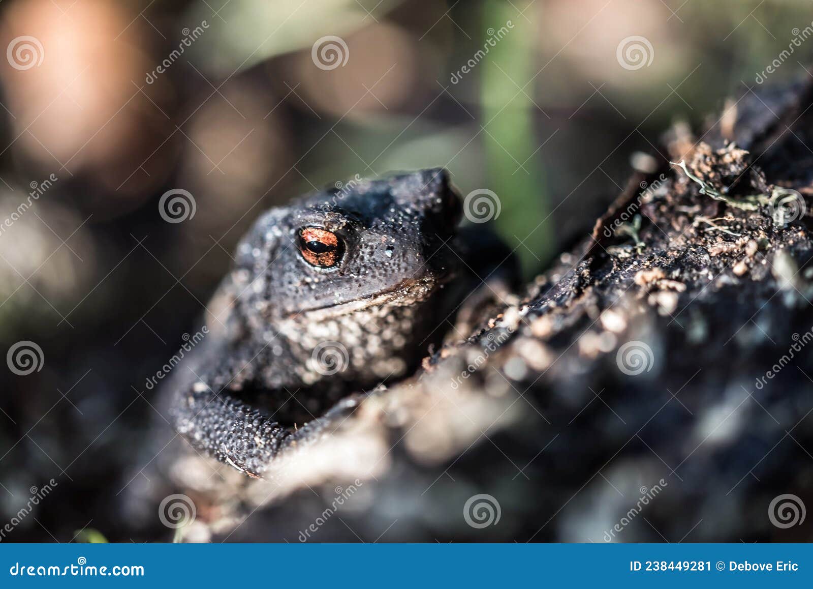 Black Toad with Red Eyes Close Up Hidden in Dead Wood Stock Image ...