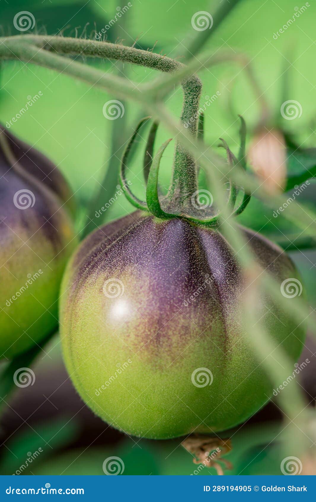 Black Tomatoes on a Branch in the Garden Stock Image - Image of ...