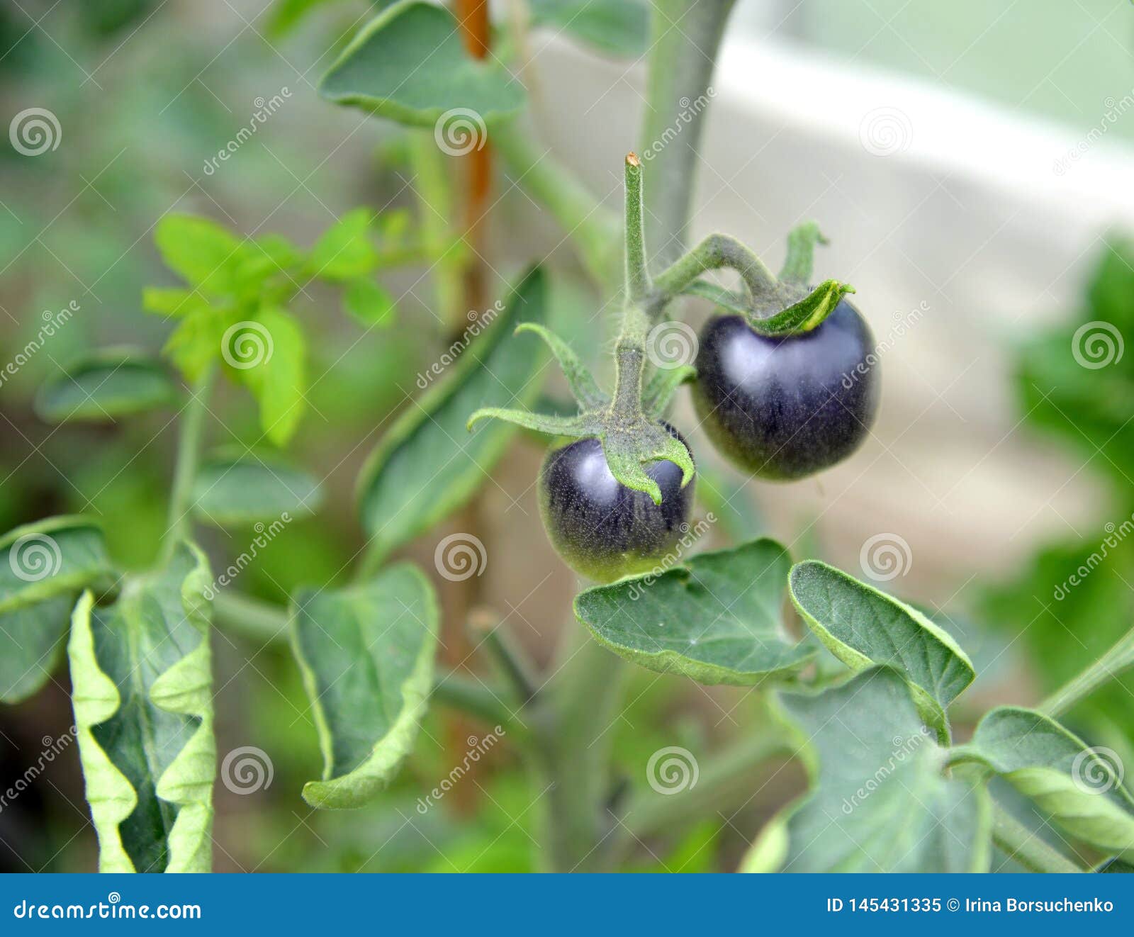 Black Tomatoes of the Indigo Grade of Rose Indigo Rose Stock Image ...