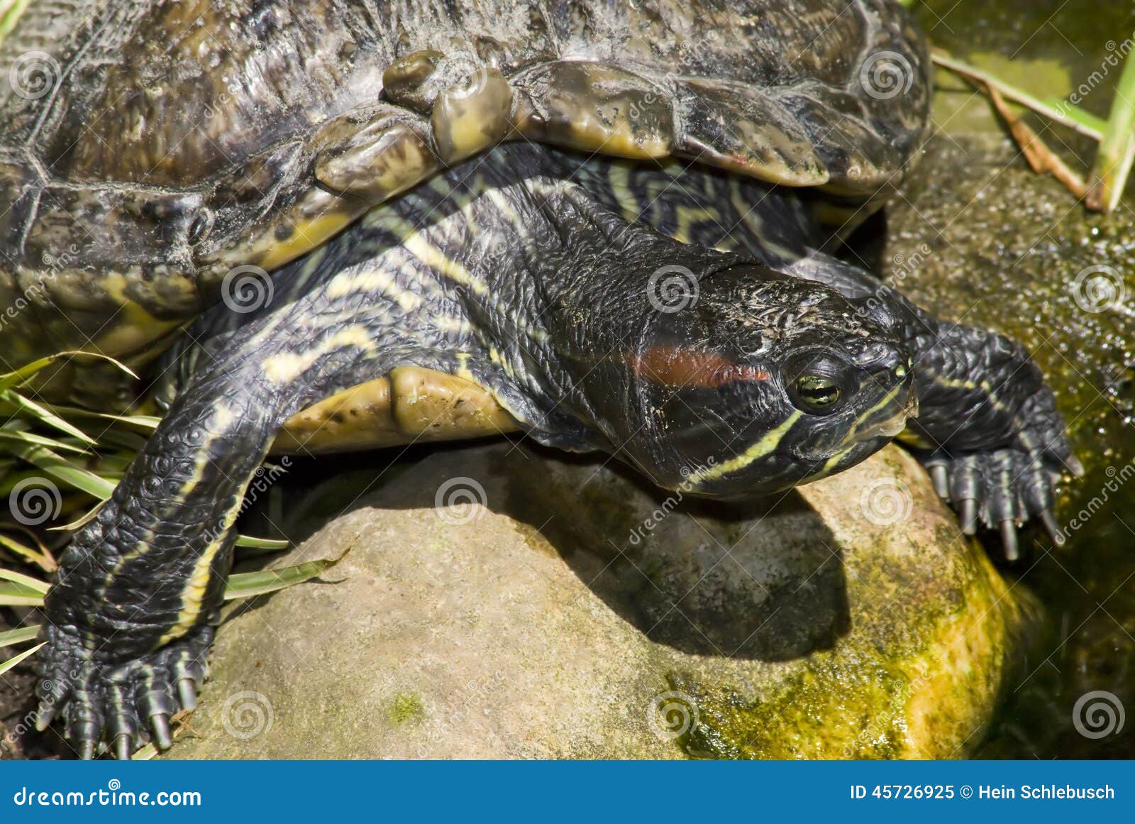 Black tortoise stock image. Image of black, group, hardcoral - 45726925
