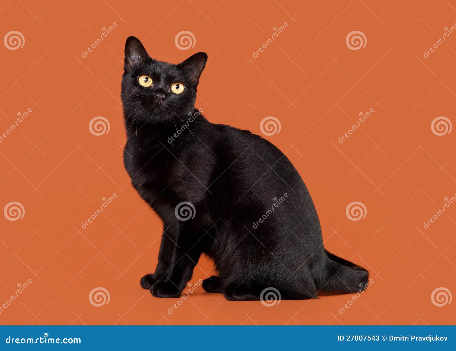 Black Traditional Bombay Cat Stock Image - Image of cattery, female ...