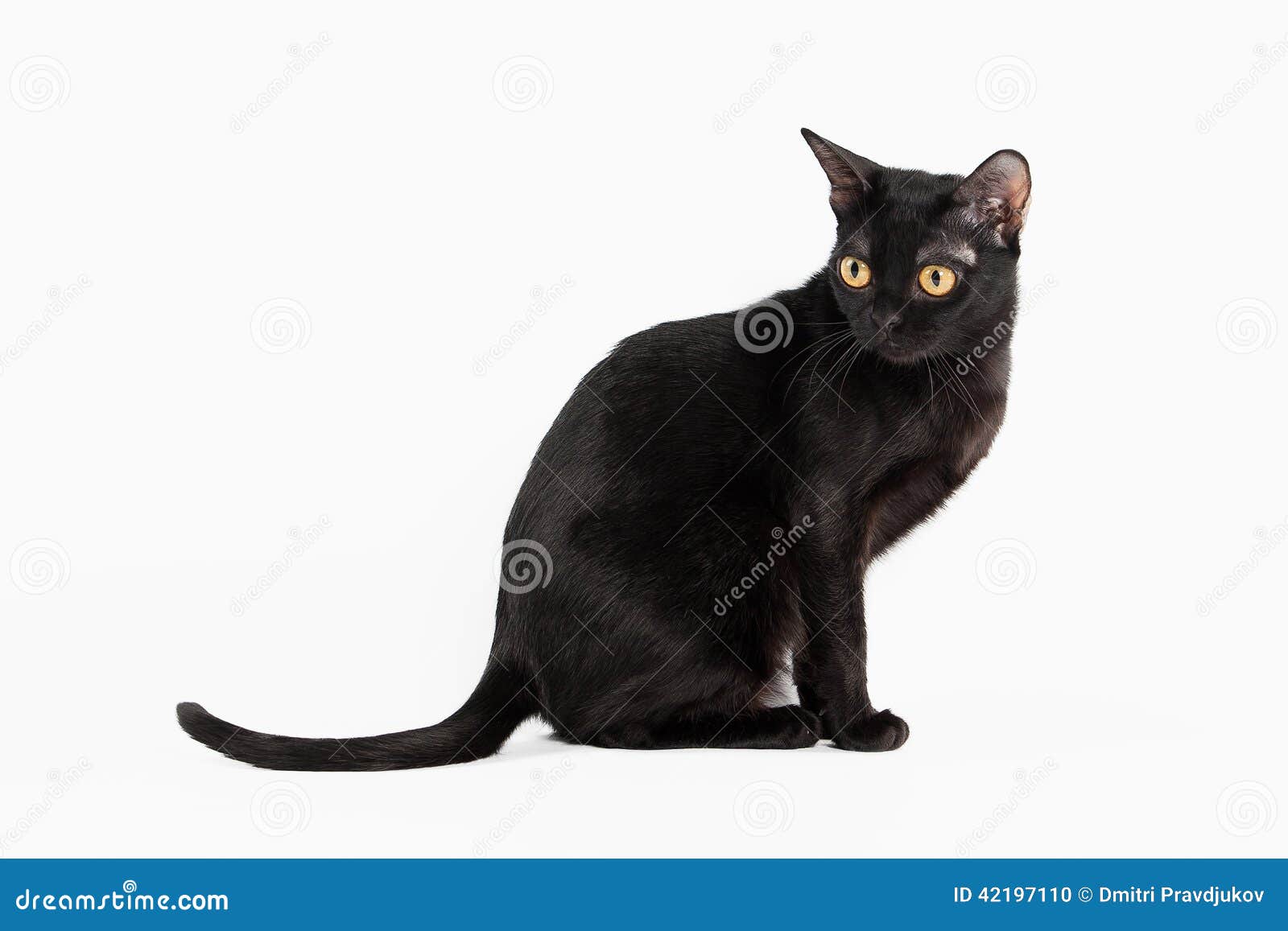 Black Traditional Bombay Cat on White Background Stock Photo - Image of ...
