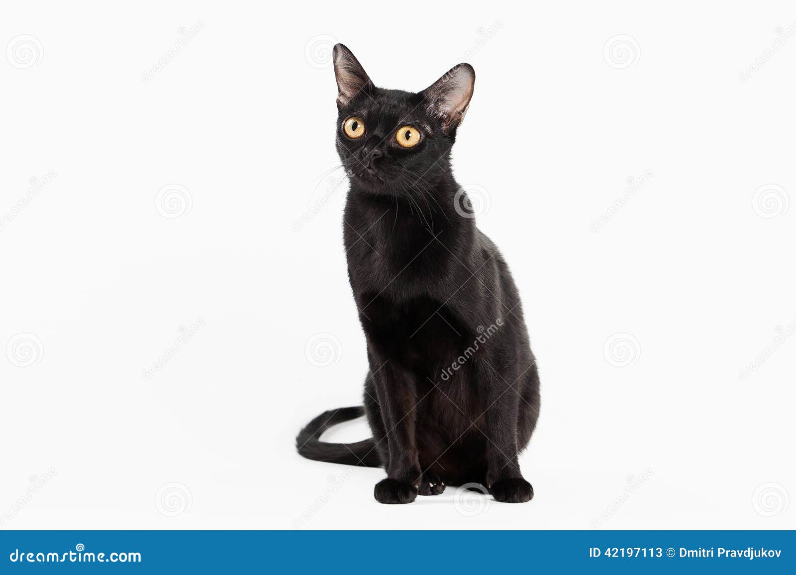 Black Traditional Bombay Cat on White Background Stock Image - Image of ...
