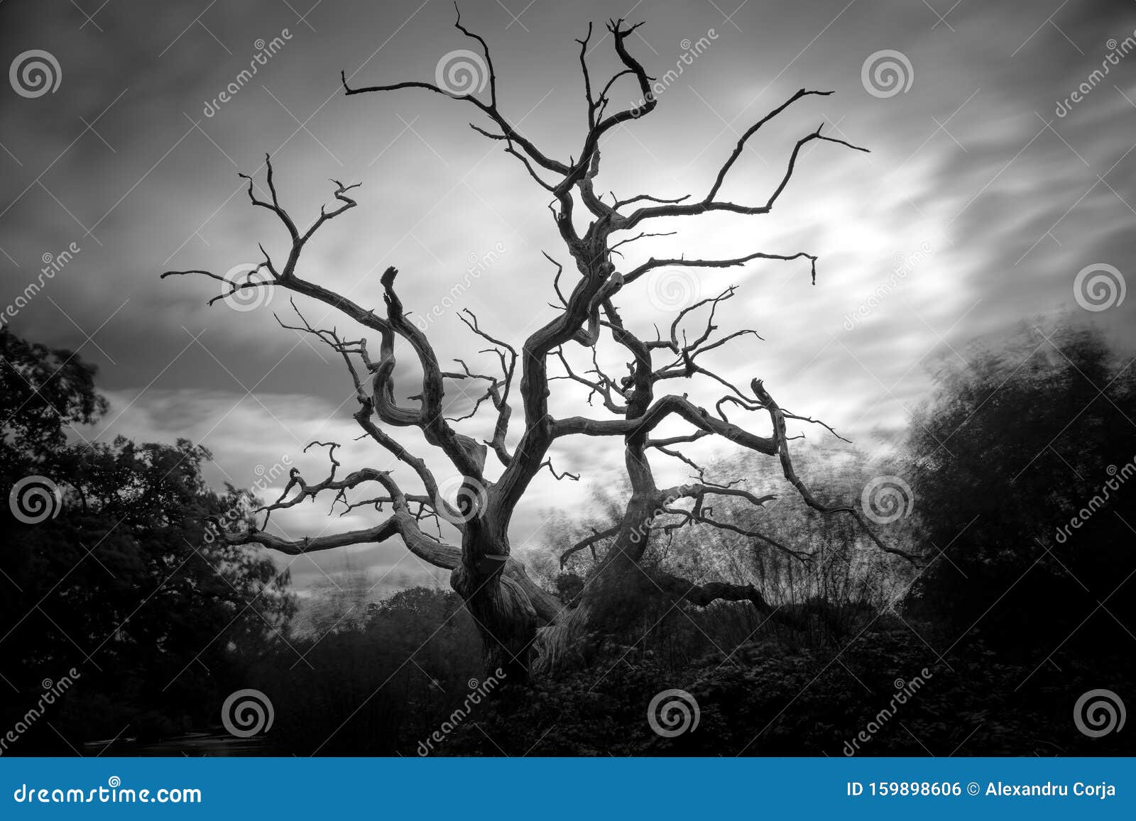 The black tree stock photo. Image of tree, landscape - 159898606