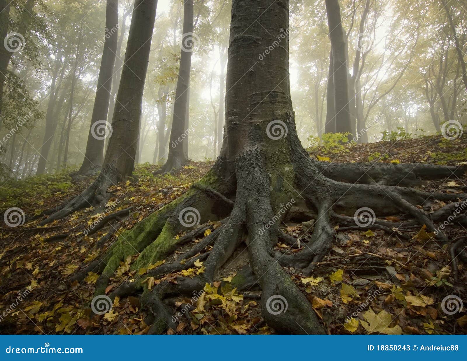 Black Tree with Big Roots in a Golden Fores Stock Image - Image of ...