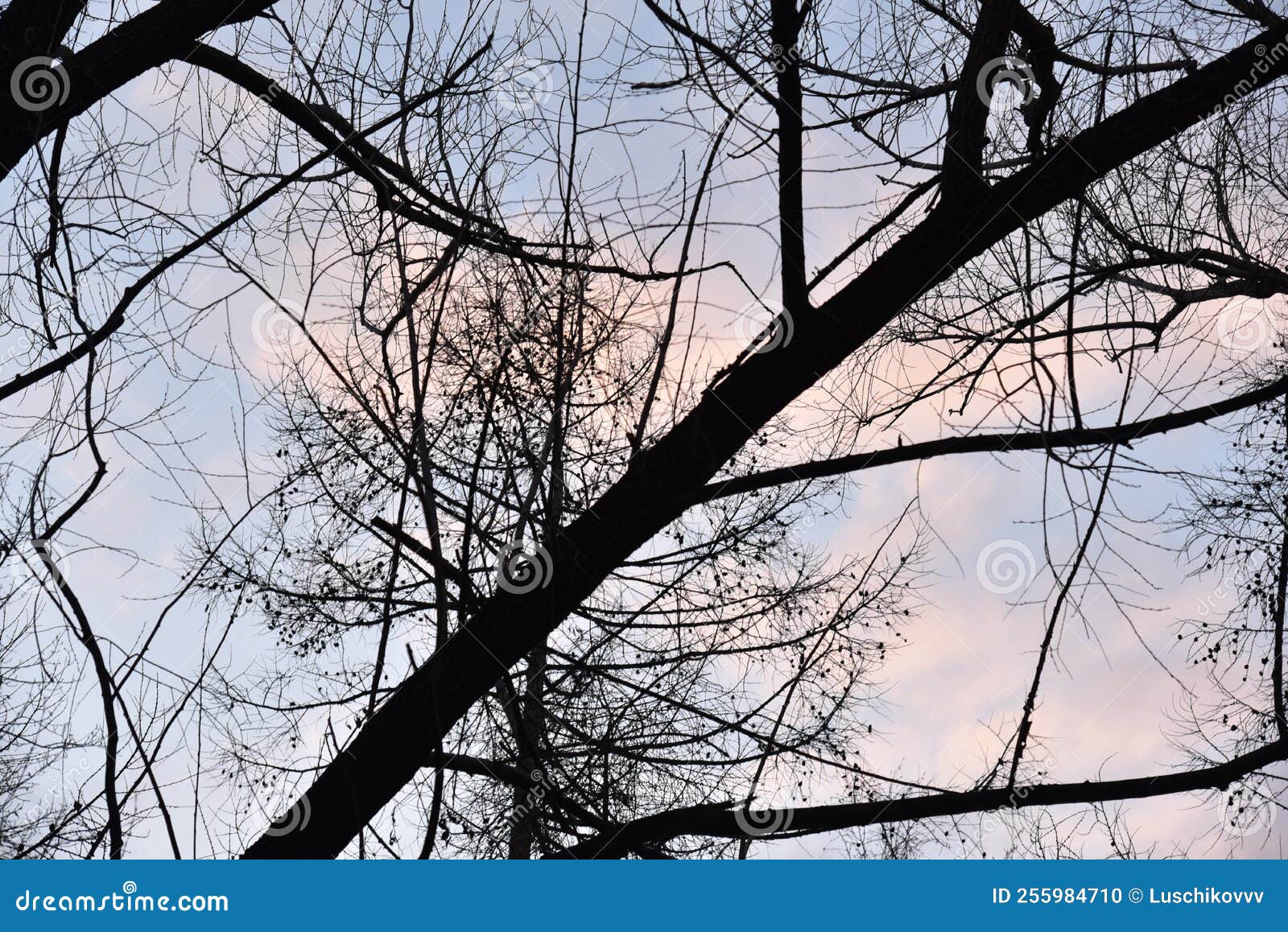 Black Tree Branches Against a Blue Sky without Leaves Stock Photo ...
